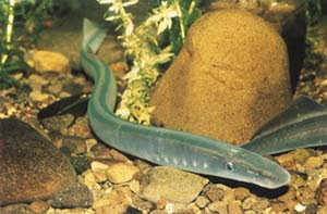 BrummellBlog: Friday Fish: Geotria australis