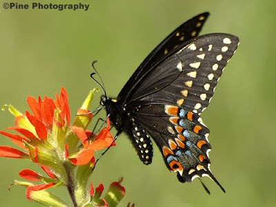 Pine Photography Blog: Butterflies in Northern Michigan