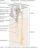 kristagladneybiol3500: The Uriniferous Tubules - The Functional Unit of ...