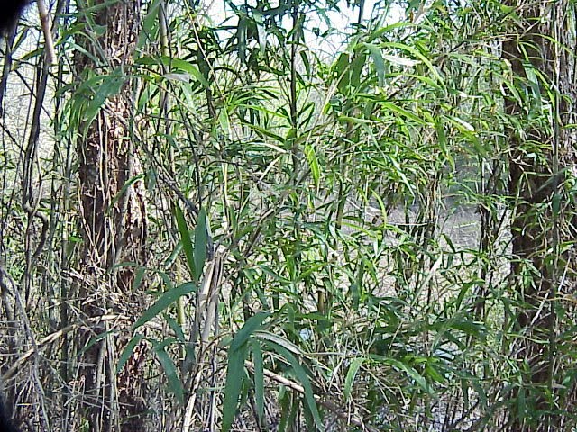 Bona Dea Sanctuary Nature Notes: These are Bamboo Cane plants by the ...
