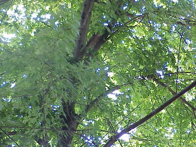 Bona Dea Sanctuary Nature Notes: Bona Dea tree Update