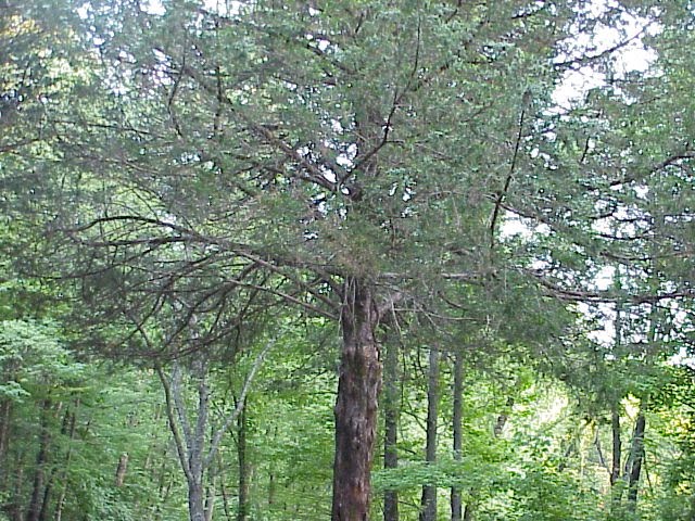 Bona Dea Sanctuary Nature Notes: Bona Dea trees Update