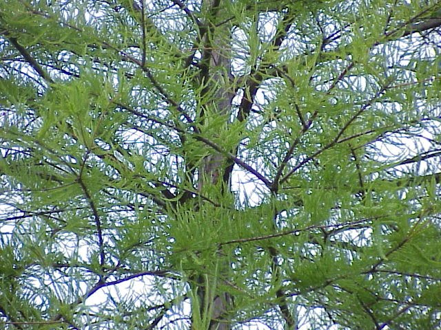 Bona Dea Sanctuary Nature Notes: Bona Dea tree Update