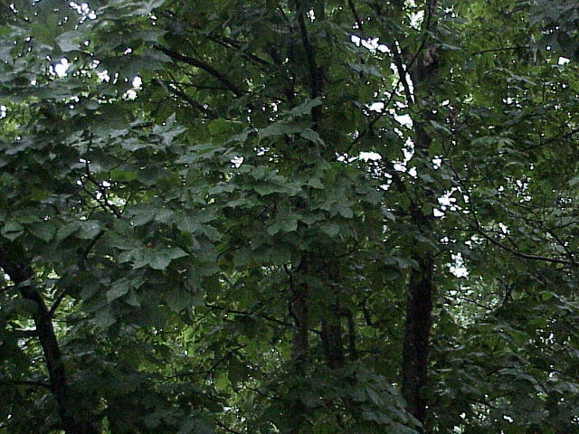 Bona Dea Sanctuary Nature Notes: Bona Dea tree Update