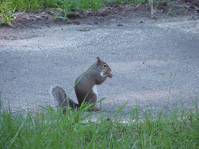 Bona Dea Sanctuary Nature Notes: Bona Dea storm,trees, squirrel Update