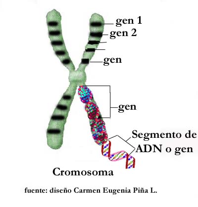 Biologia: Cromosomas humanos