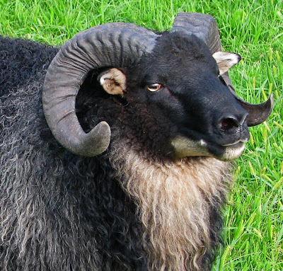 Red Brick Road Farm Icelandic Sheep & Wool: Black Mouflon Icelandic Ram ...