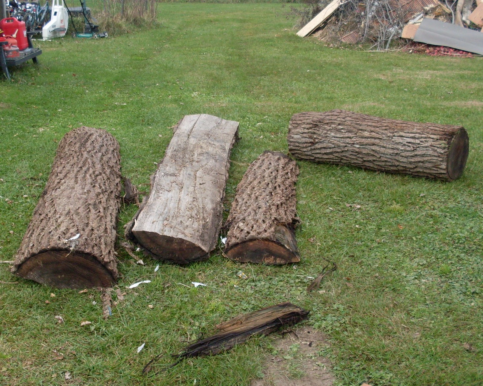Splitting Black Walnut.