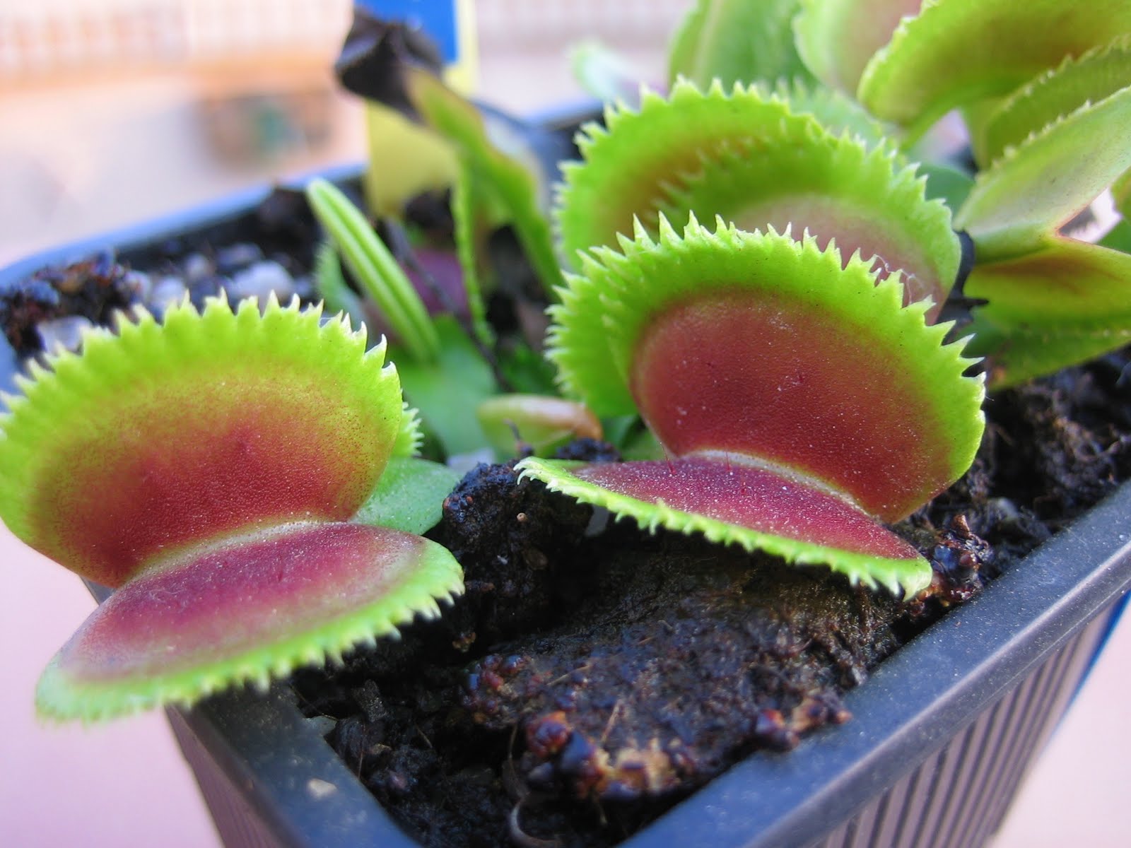 .: NUEVAS FOTOS: DIONAEAS 2010