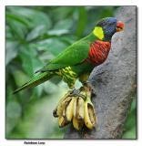 Chairat Bird Farm: - คำแนะนำในการป้อนลูกนก