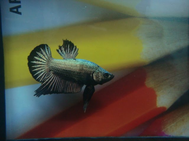 Brunei Betta: Black Dragon Hmpk