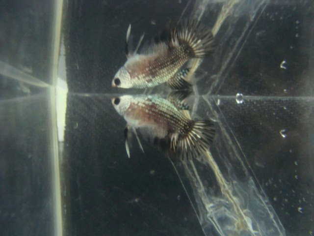 Brunei Betta: Black Dragon Hmpk