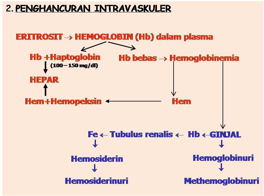MEKANISME PEMBENTUKAN BILIRUBIN