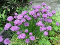 Coisas do Offline: Cebolinho