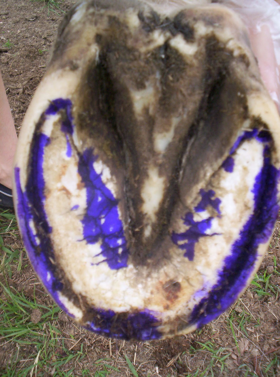 MacArcher: Hoof trimming and seedy toe treatment