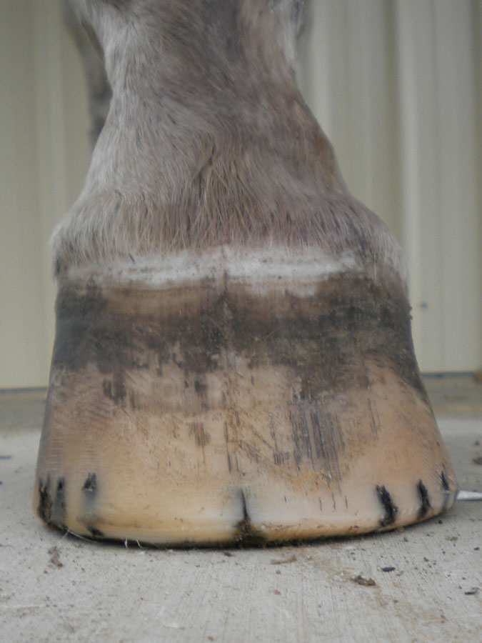 MacArcher: Seedy toe removal - front left hoof