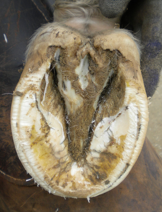 MacArcher: Seedy toe removal - left rear hoof