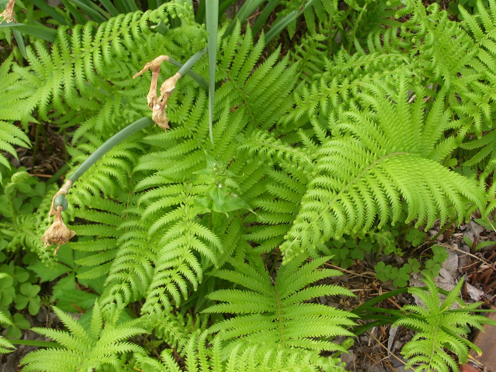 PeridotsGardenBlog: The Wood Fern is Emerging From It's Winter Sleep.