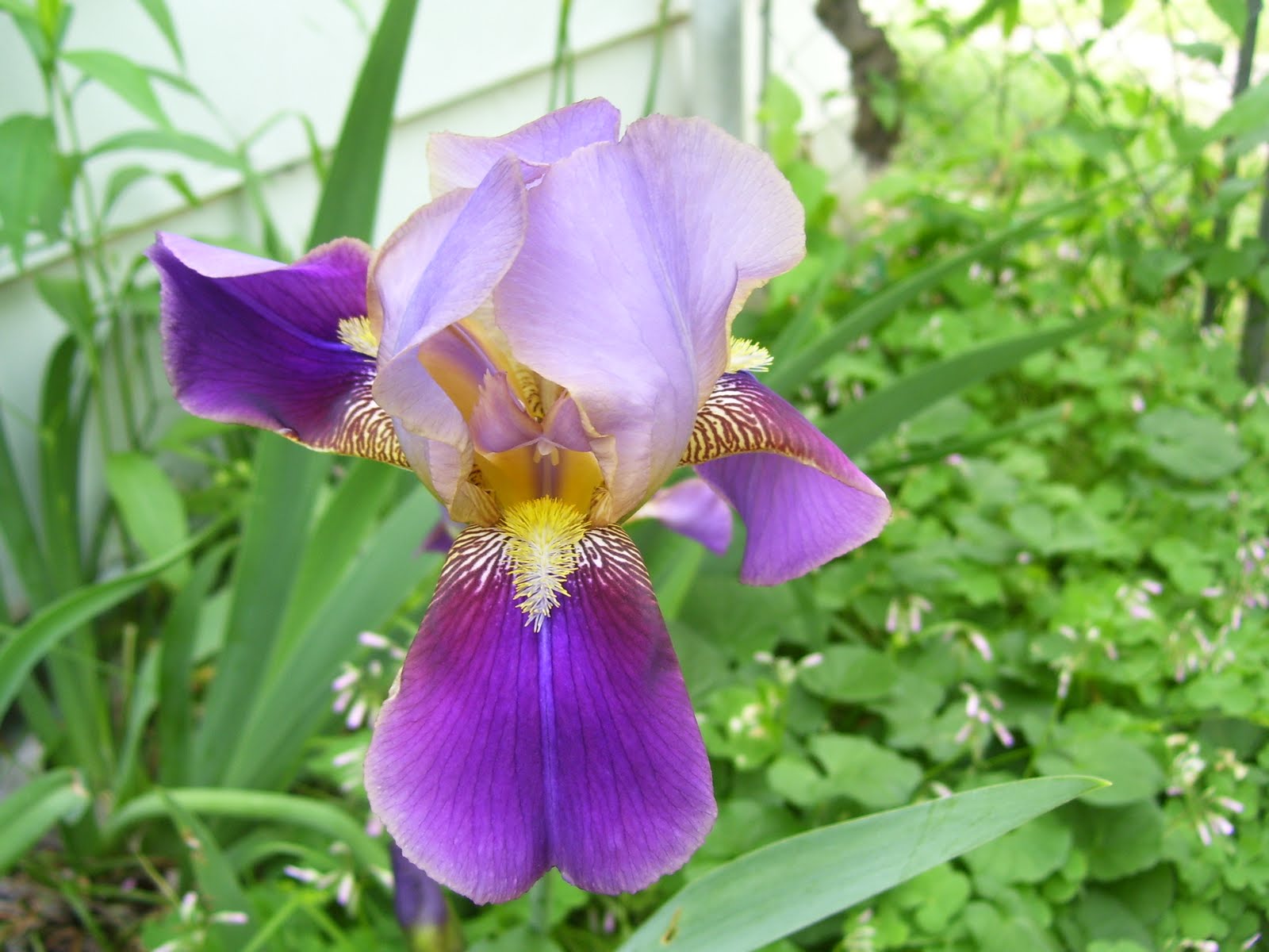 PeridotsGardenBlog: Purple Irises are Blooming!