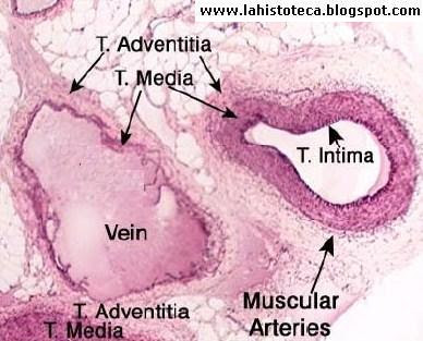 LA HISTOTECA: ARTERIA MUSCULAR #2