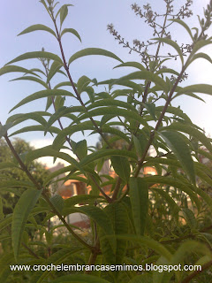 Flores e Frutos: Limonete