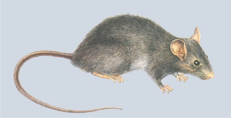 Propagander: O que é um Gabiru?