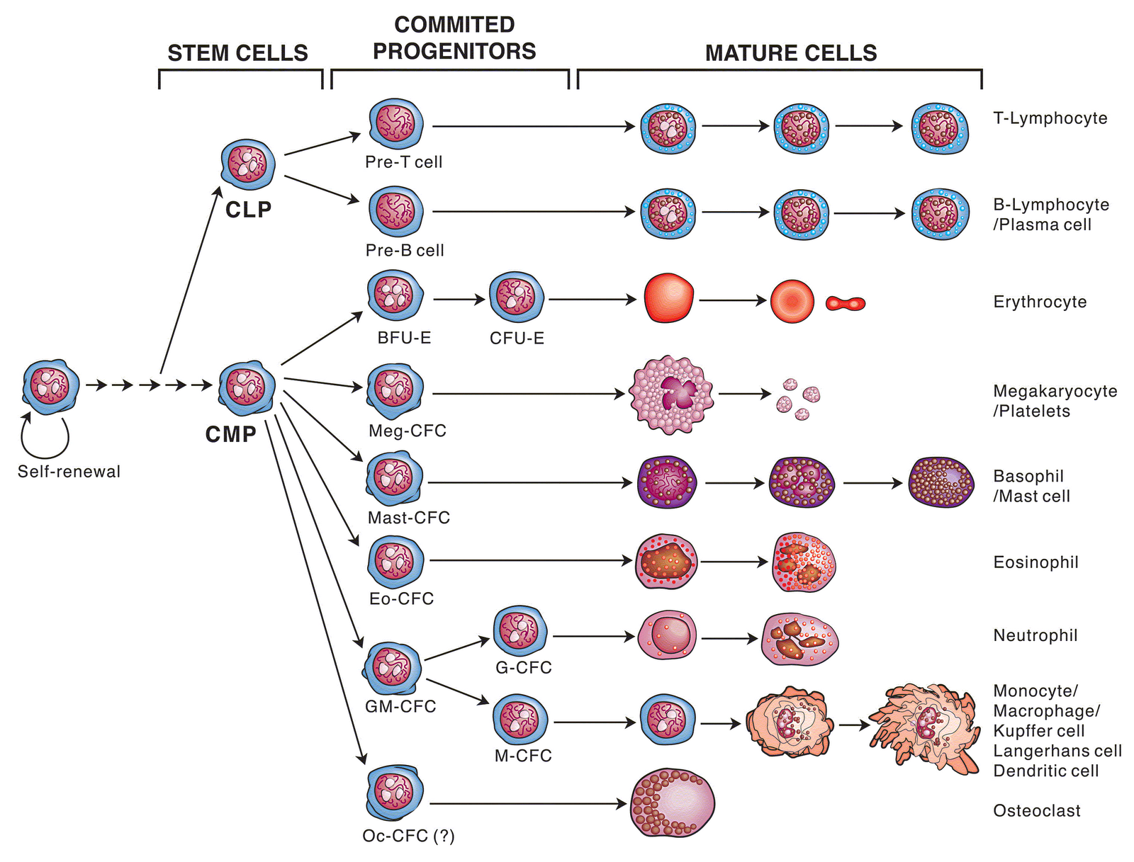 Hemo-Blog: Produção das células sanguínea - entendimentos durante a ...