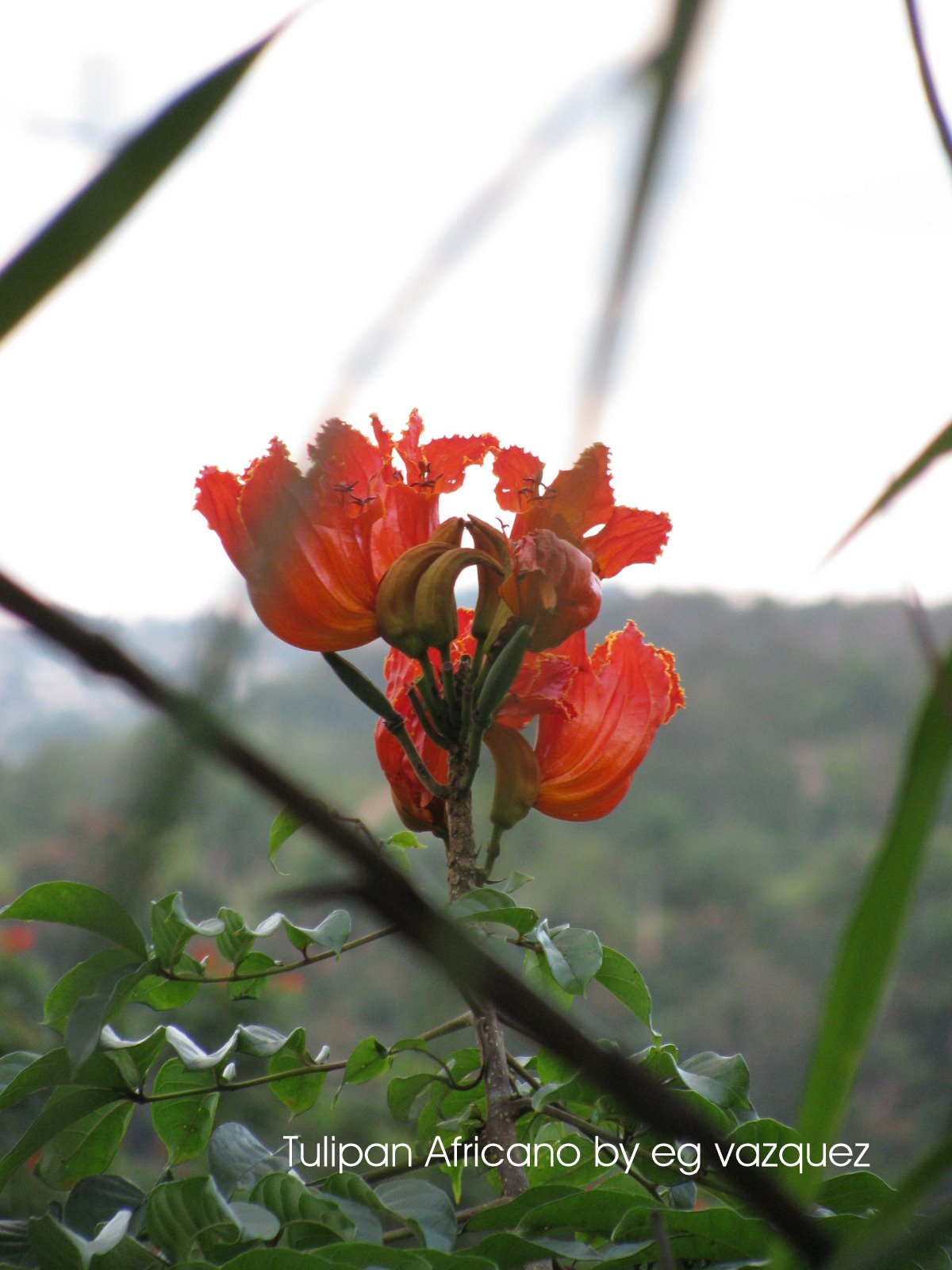 African Tulip :Flower of the Day/ Tulipan Africano Flor del Dia