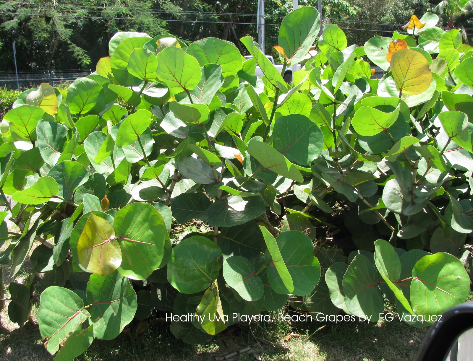Mi Jardin Florido: Una Uva Playera Saludable