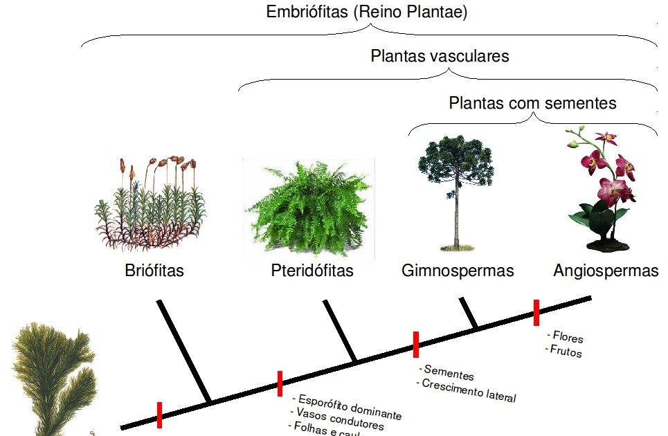 BIOLOGIA COM A PROFESSORA EDILENE: SISTEMÁTICA VEGETAL