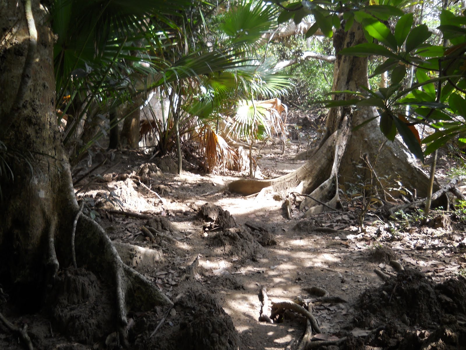 Jon's Journeys: Yubu- Water Buffalo Island