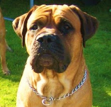 Bullmastiff - Rottweiler Valpar: Underbart vackra valpar, här en ev tikarna