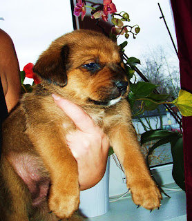 Bullmastiff - Rottweiler Valpar: Underbart vackra valpar, här en ev tikarna