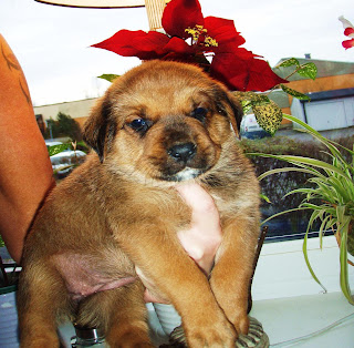 Bullmastiff - Rottweiler Valpar: Kraftiga fina valpisar, nu 5v gamla