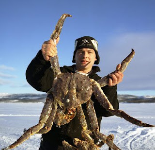 Buff Animals: King Crab
