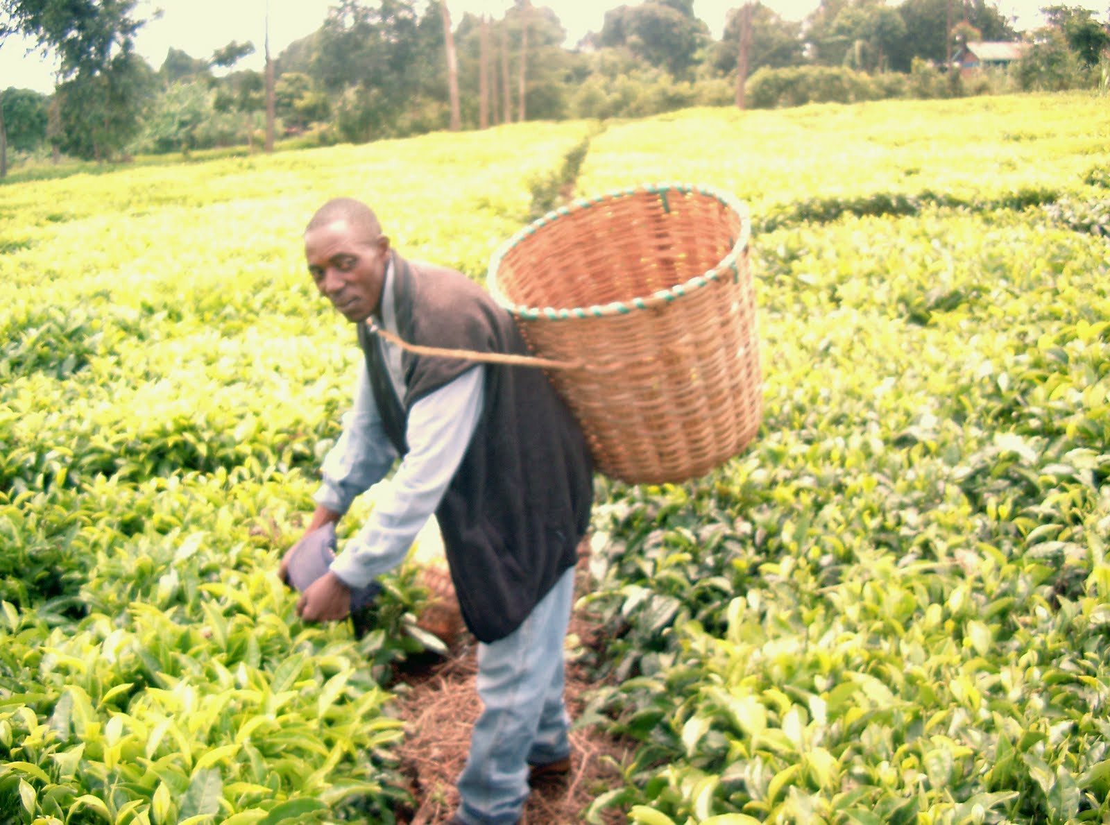 Mzima Fishing & Camping Site | Embu Kenya: Tea Farming