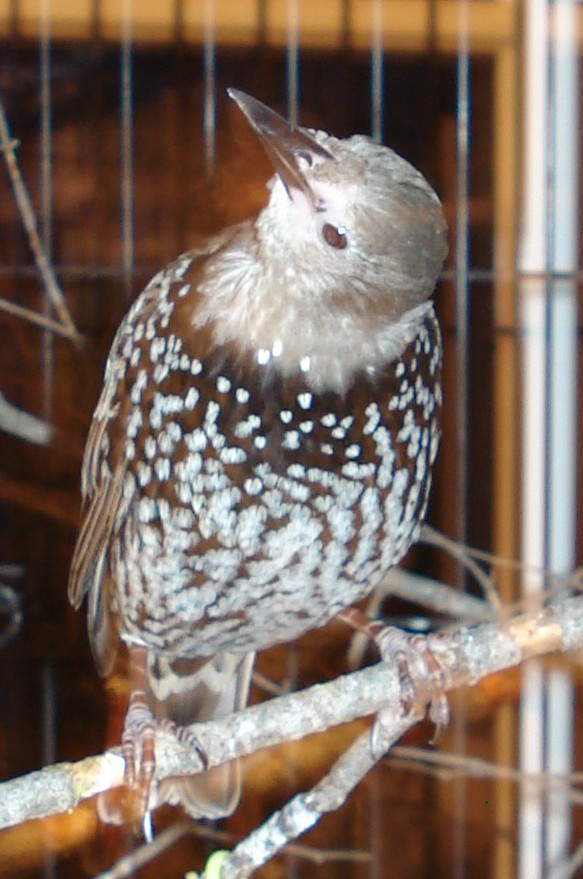 London-Wul Fibre Arts: SUMMER WITH STAR BIRD