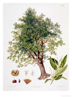 Chestnut Restoration Project: Let us dedicate a Chestnut Tree for you ...