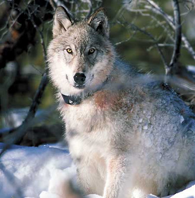 View topic - Wolves of Mercy Falls (Shiver rp) - Chicken Smoothie