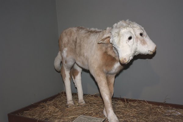 Harlequin Movement: Polycephaly