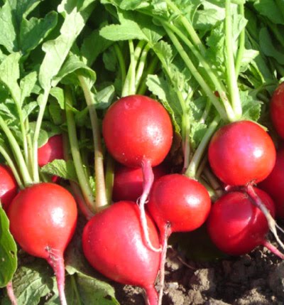 Propriedades do Rabanete | TRATAMENTO ALTERNATIVO