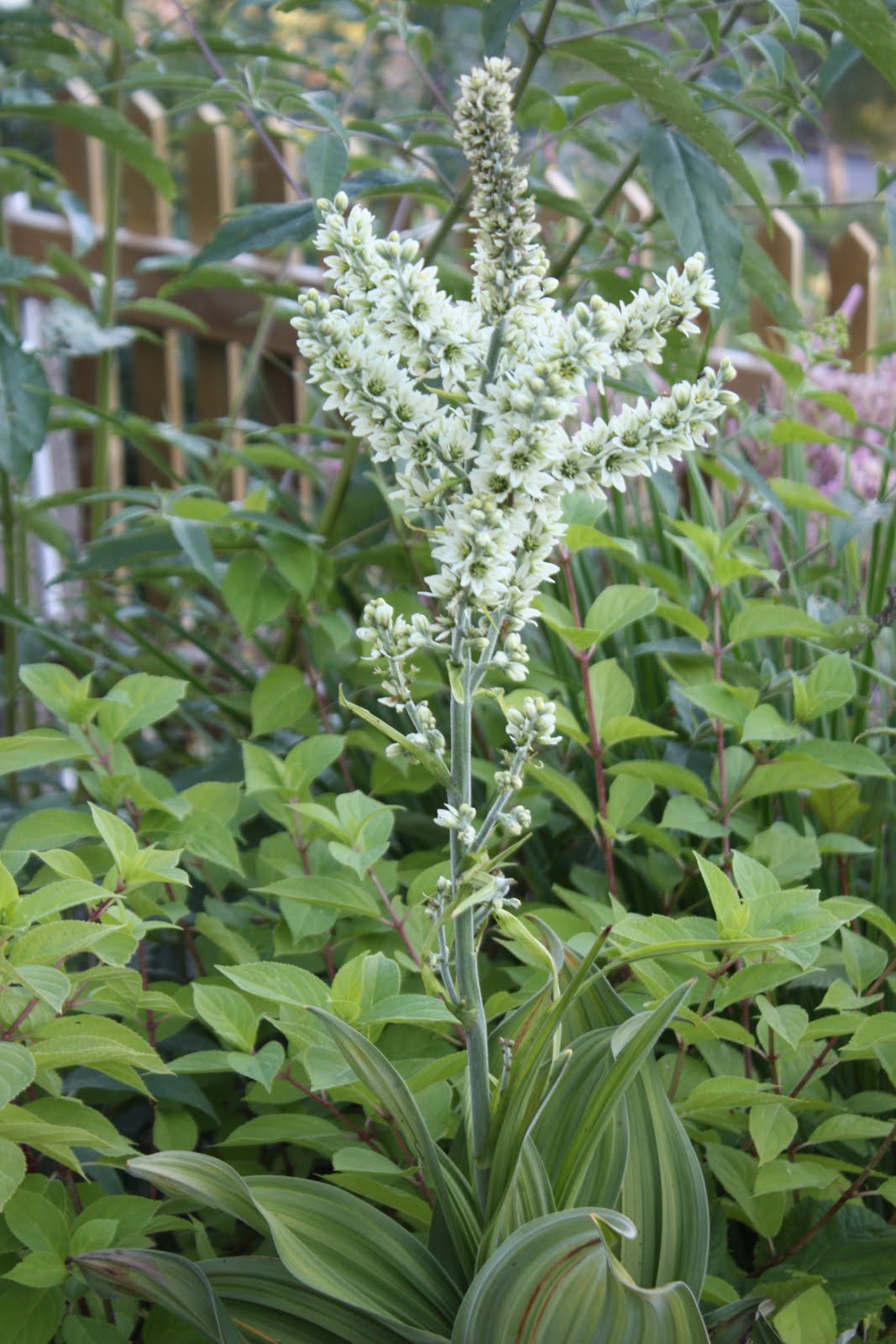 Parkvegens Hageglede: Hvit Nyserot og en annen raritet..