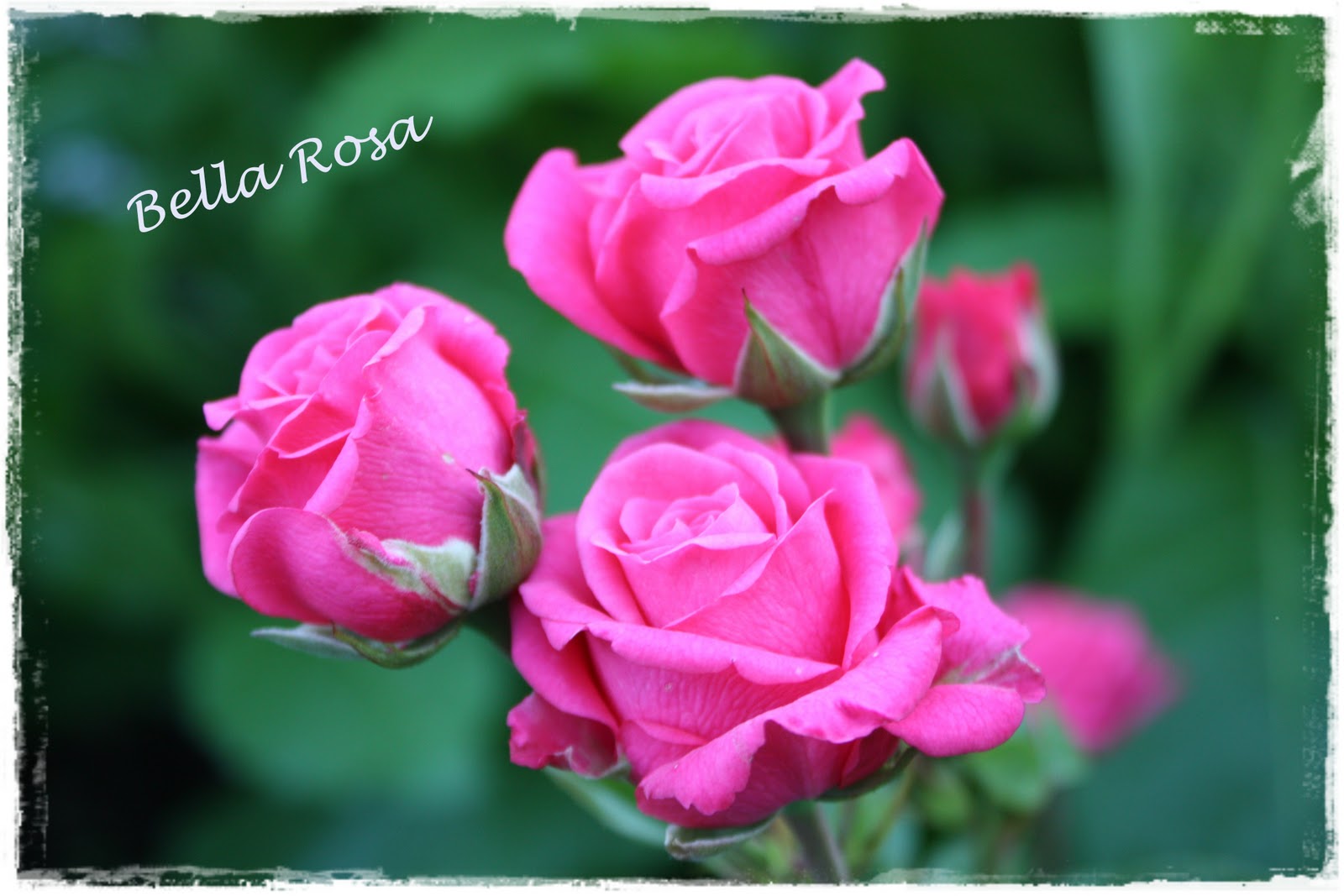 Parkvegens Hageglede: Rosene i Parkvegen