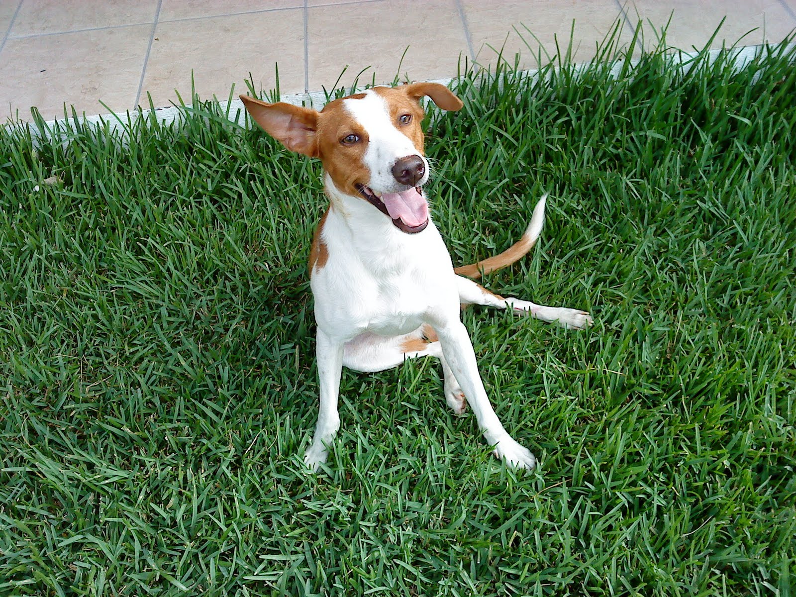 Centro Veterinário Sra de Belém: FAÍSCA, UM CÃO COM MUITA SORTE!!