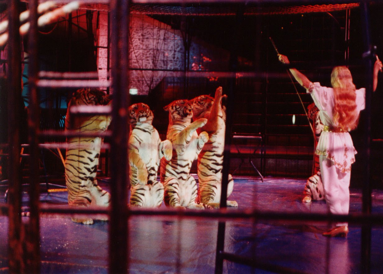 A friend of the Circus: Mary Chipperfields Tigers, Superdome Circus ...