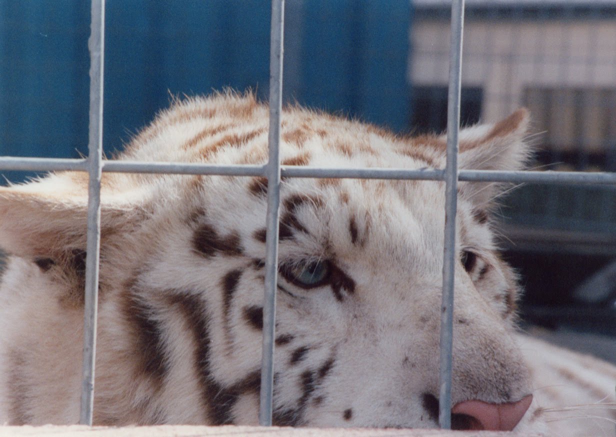 A friend of the Circus: Mary Chipperfields Tigers, Superdome Circus ...
