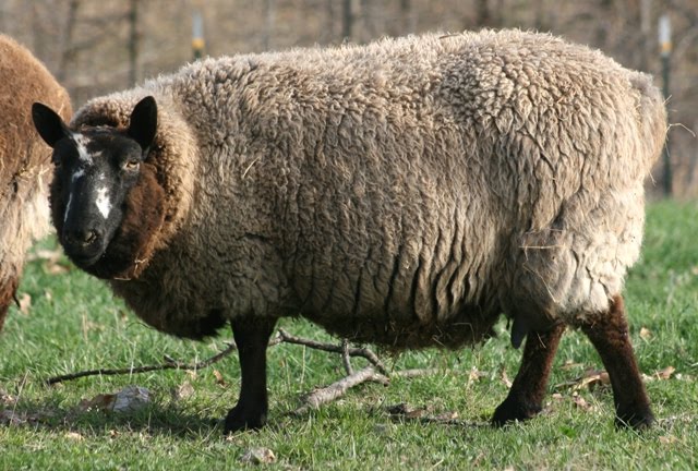 The Mopple Chronicles