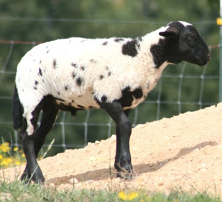 The Mopple Chronicles: Mopple has a milk goiter