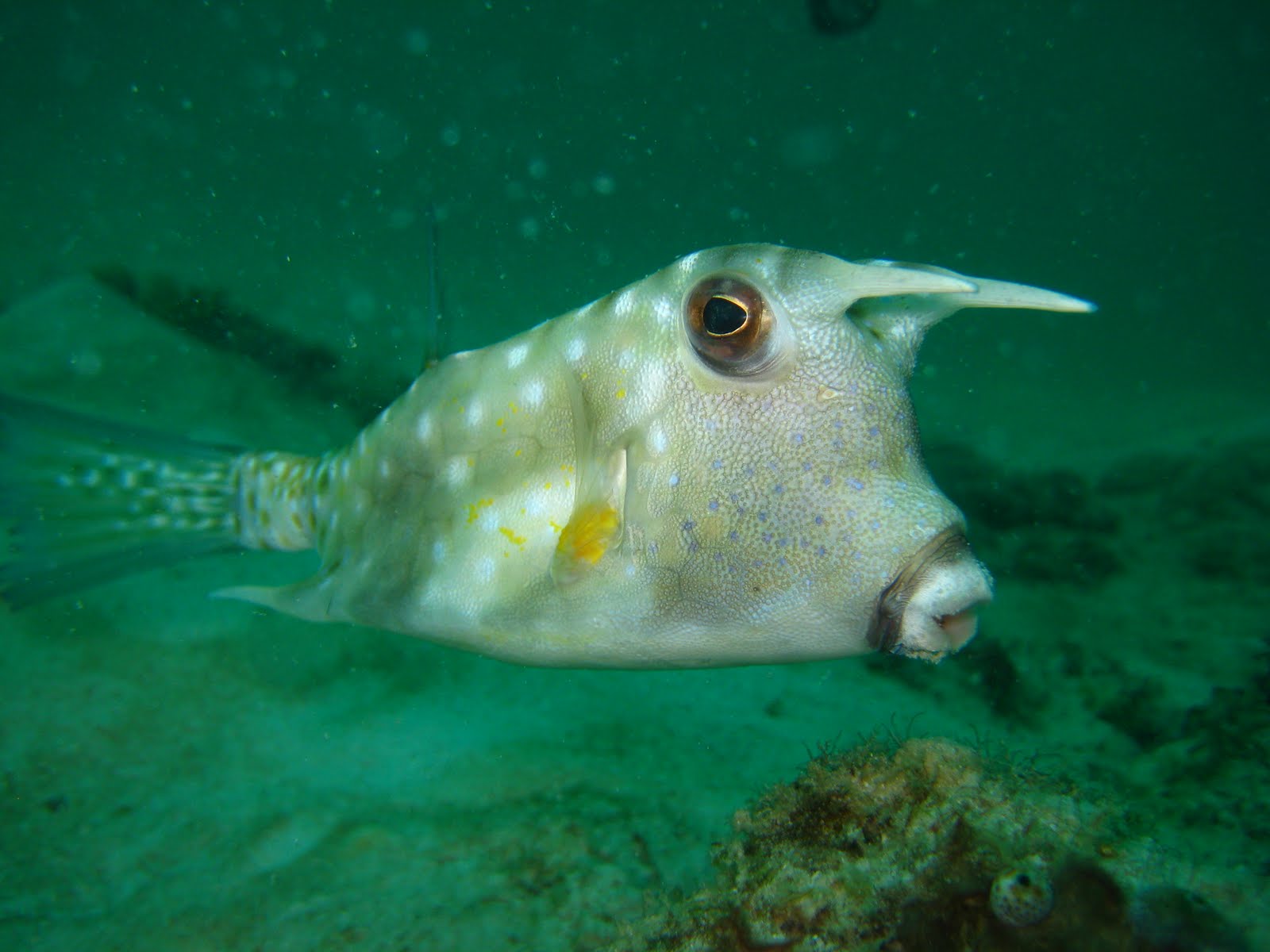 armstrong scuba sipadan mabul zone
