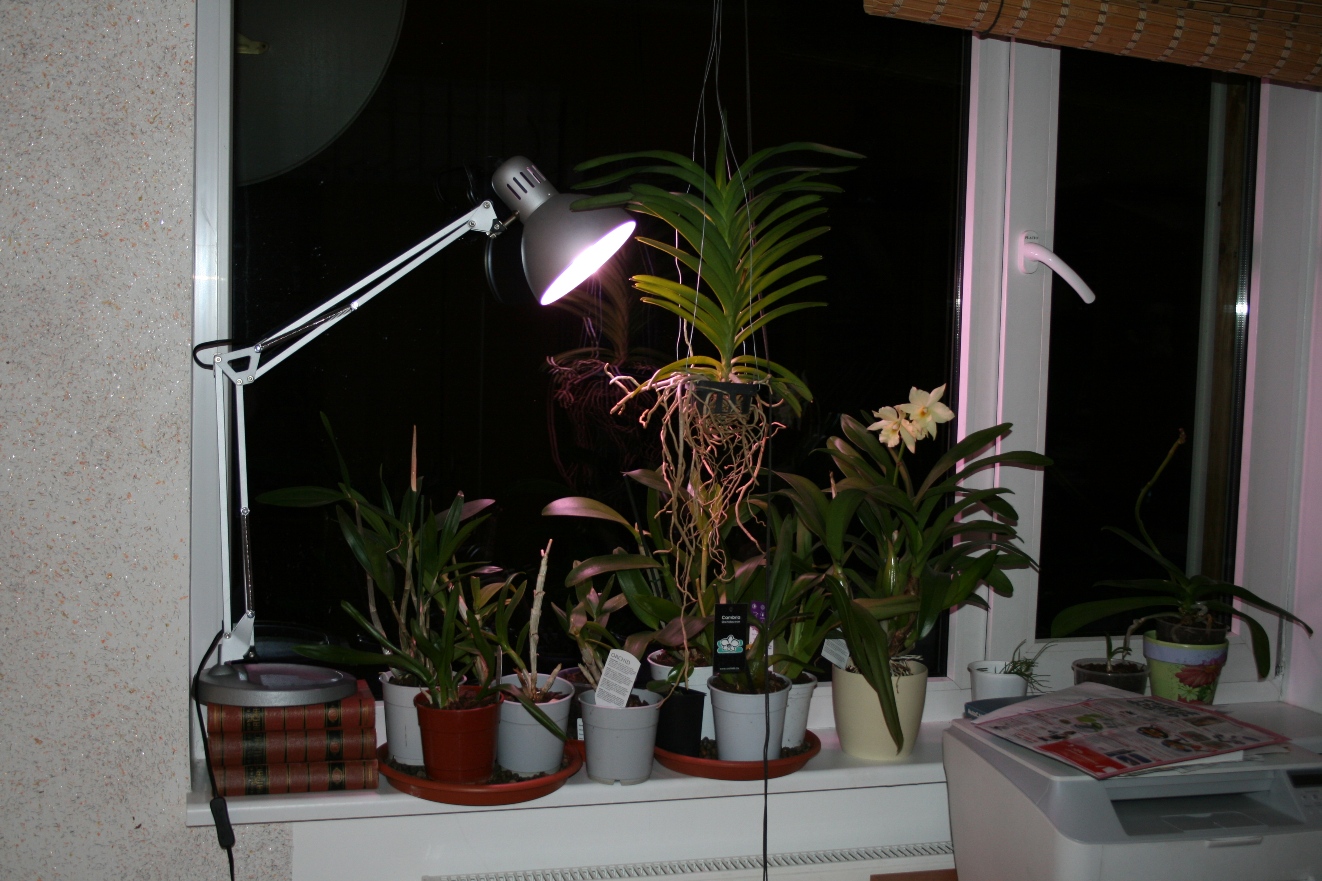 minu tegemised aias: 20. november